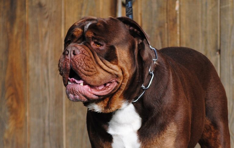 23 Best Types Of Bully Dog Breeds