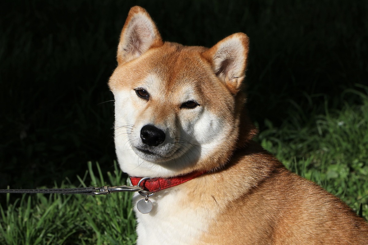 19 Best Quiet Dog Breeds That Won't Disturb The Neighbors