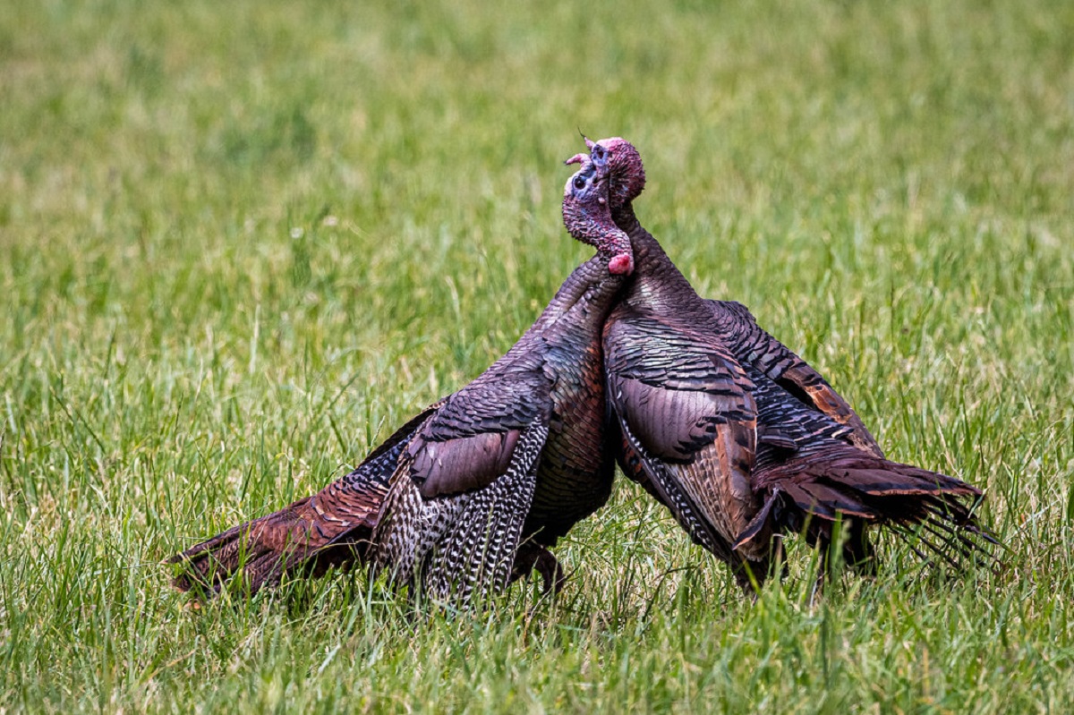 Startling Statistics: How Many Turkeys Are Killed Each Year?