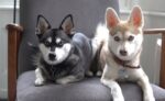 23 Spitz Dog Breeds That Are Gorgeous, Talented, & Loving