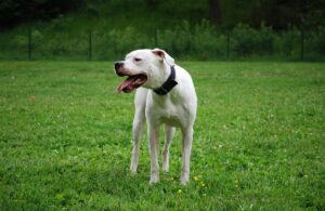 23 Best Types Of Bully Dog Breeds