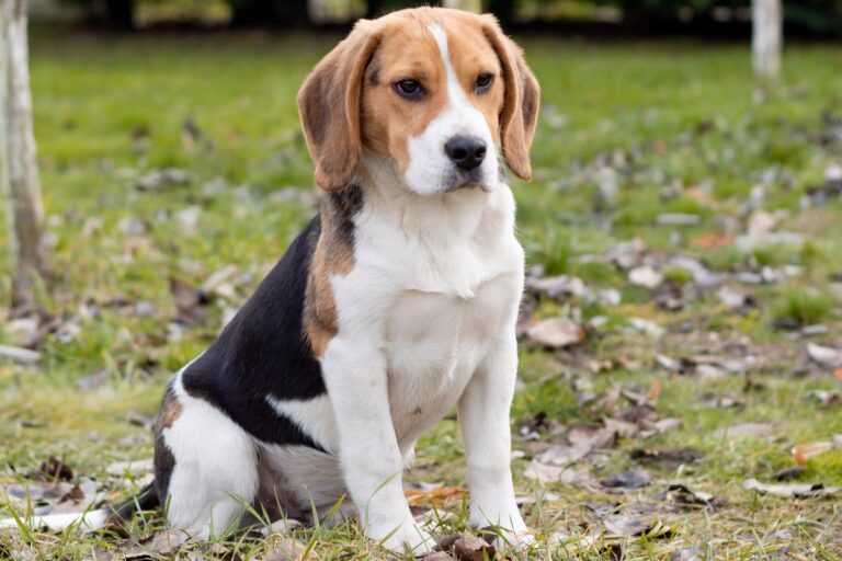 23 Most Beautiful Dog Breeds In The World (With Pictures)
