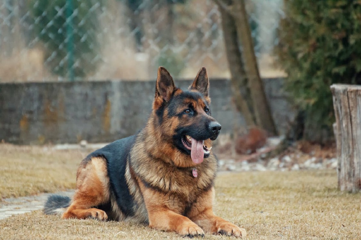 23 Most Beautiful Dog Breeds In The World (With Pictures)