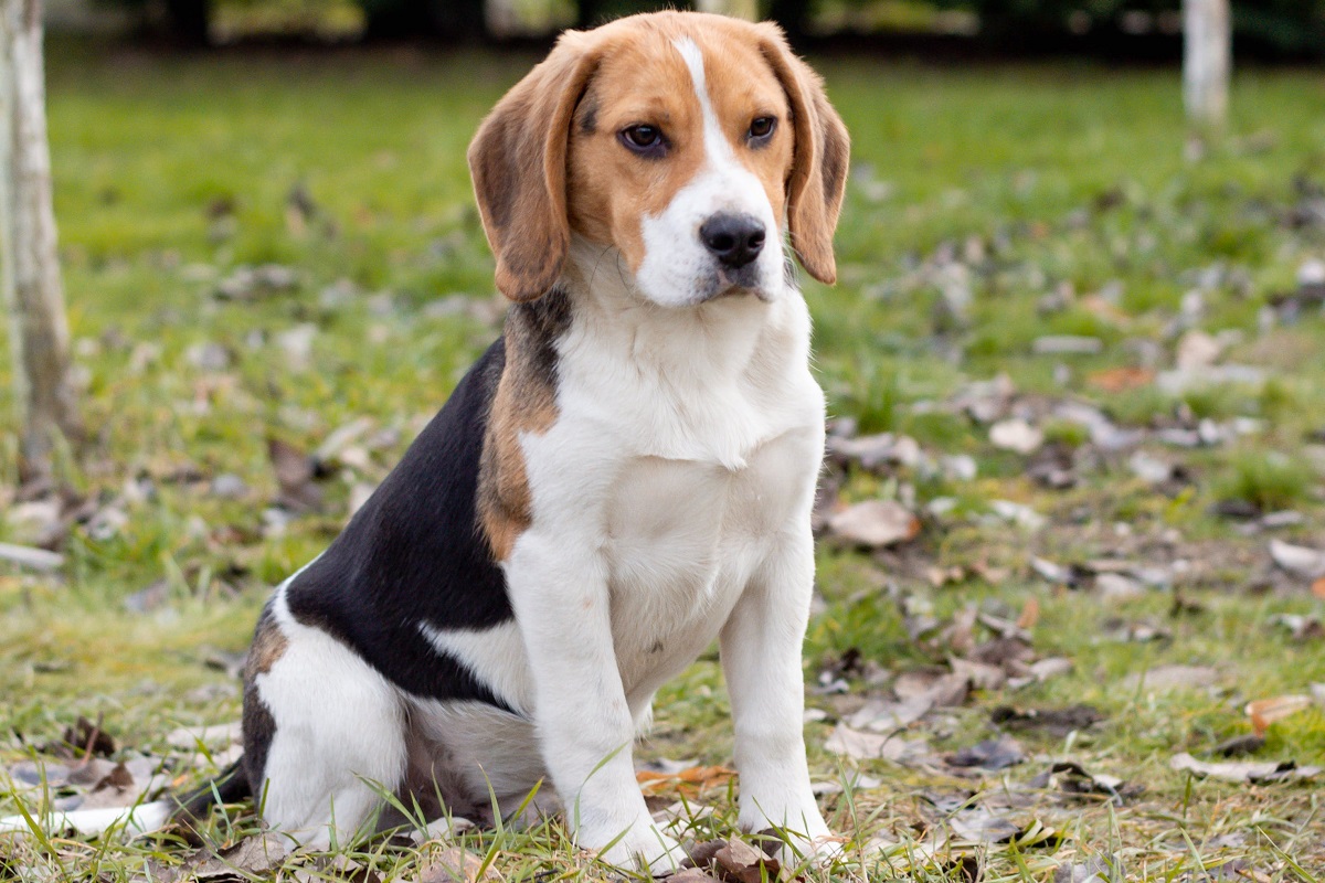 23 Most Beautiful Dog Breeds In The World (With Pictures)