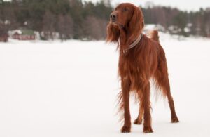 23 Most Beautiful Dog Breeds In The World (With Pictures)