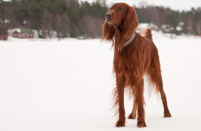 23 Most Beautiful Dog Breeds In The World (With Pictures)