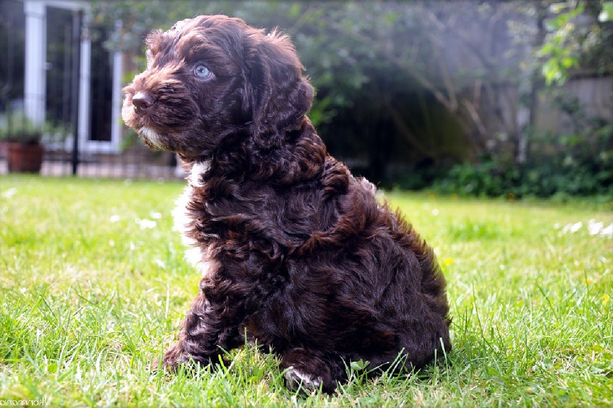 17 Adorable Mixed-Breed Dogs You'll Fall In Love With