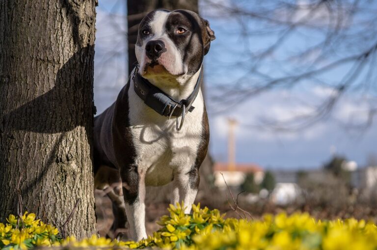 15 Of The Friendliest Dog Breeds Who Loves Everyone