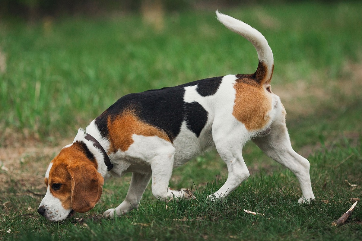 Hunting Dog Breeds: 19 Best Dogs For Hunting