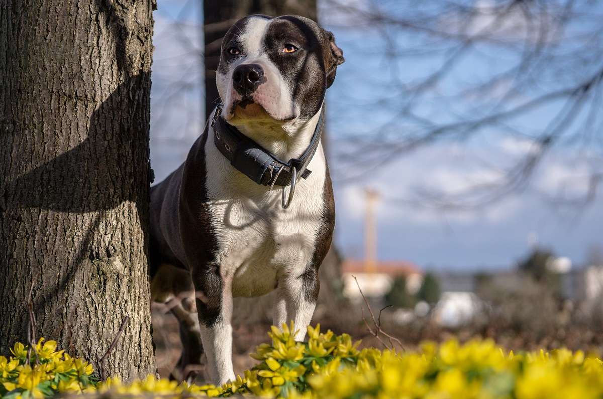 15 Of The Friendliest Dog Breeds Who Loves Everyone