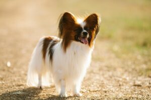 23 Most Beautiful Dog Breeds In The World (With Pictures)