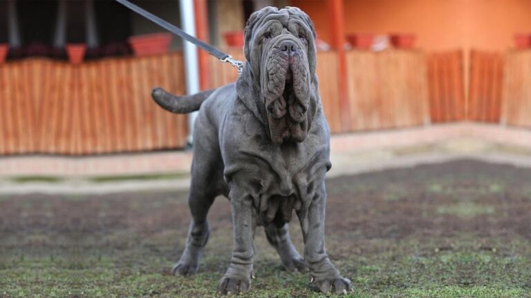 17 Types Of Blue Dog Breeds That You'll Love