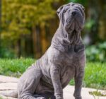 17 Types Of Blue Dog Breeds That You'll Love
