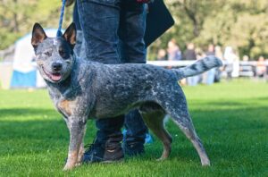 17 Types Of Blue Dog Breeds That You'll Love