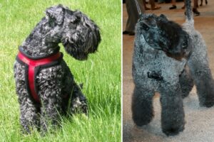 17 Types Of Blue Dog Breeds That You'll Love