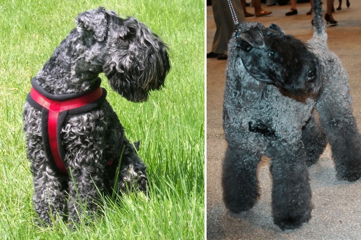 17 Types Of Blue Dog Breeds That You'll Love