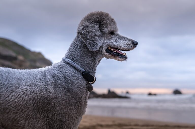 17 Types Of Blue Dog Breeds That You'll Love
