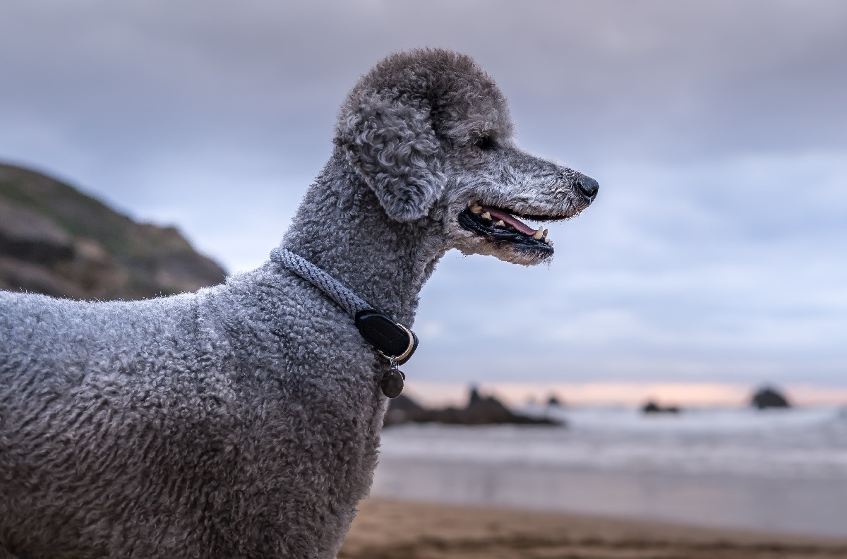 17 Types Of Blue Dog Breeds That You'll Love
