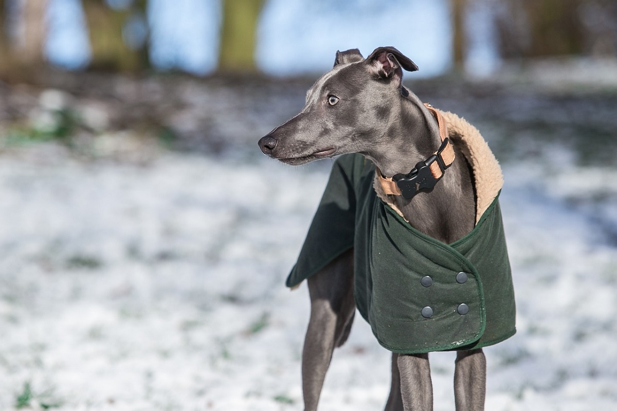 17 Types Of Blue Dog Breeds That You'll Love