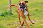 8 Types Of Boxer Dogs: Exploring Breed Varieties - WAF