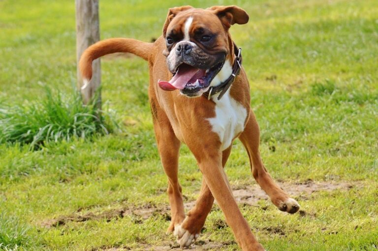 8 Types Of Boxer Dogs: Exploring Breed Varieties - WAF