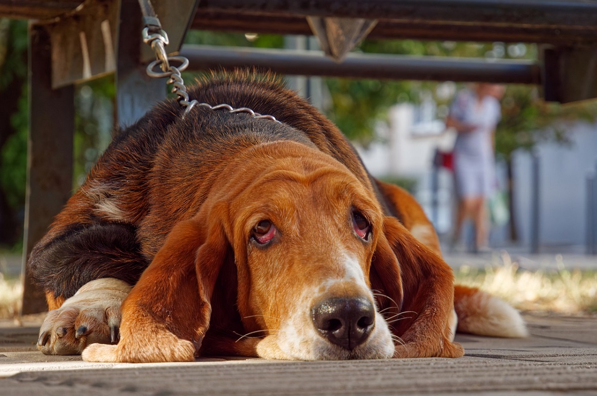 Top 17 Brown Dog Breeds To Complete Your Family