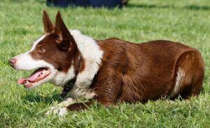 Top 17 Brown Dog Breeds To Complete Your Family