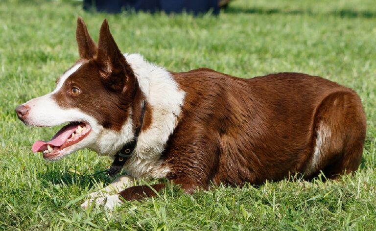 Top 17 Brown Dog Breeds To Complete Your Family