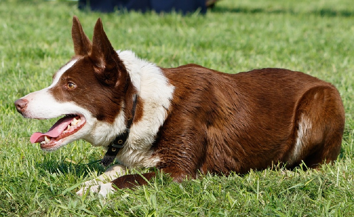 Top 17 Brown Dog Breeds To Complete Your Family