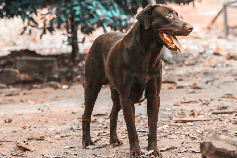 Top 17 Brown Dog Breeds To Complete Your Family