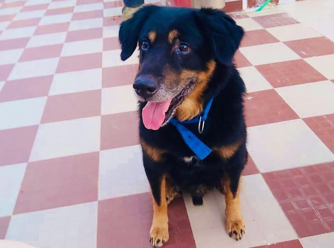 23 Best Types Of Bully Dog Breeds