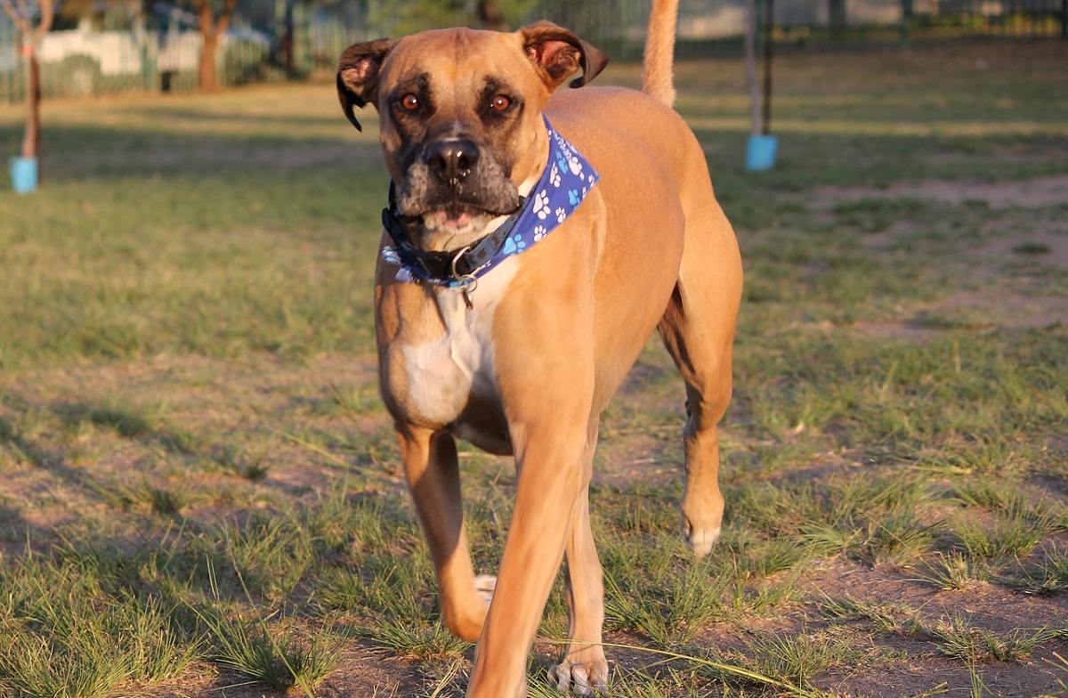 23 Best Types Of Bully Dog Breeds