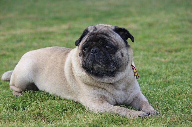 23 Best Types Of Bully Dog Breeds