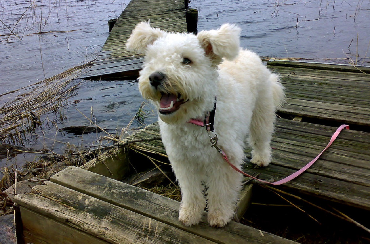 25 Herding Dog Breeds That Love To Work And Play