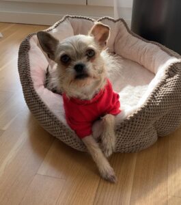 35 Best Chihuahua Mix Breeds Brimming With Love And Devotion