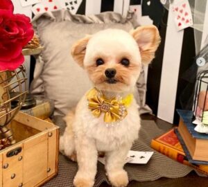 35 Best Chihuahua Mix Breeds Brimming With Love And Devotion