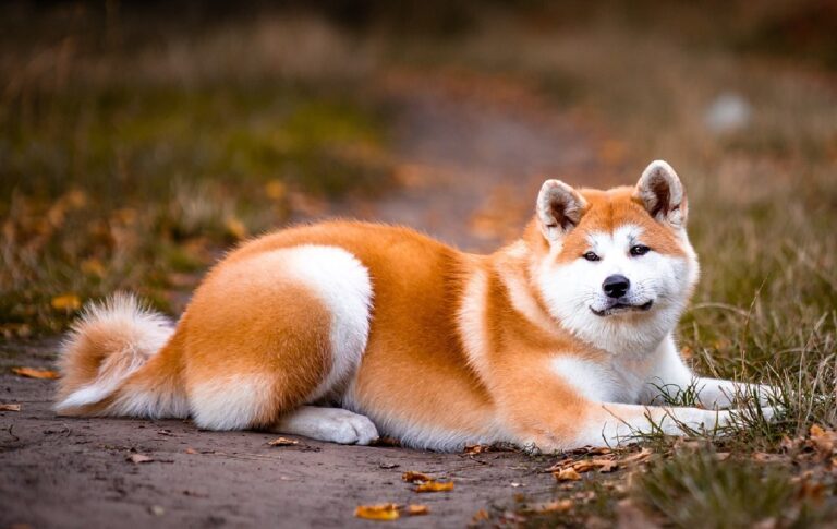 23 Most Beautiful Dog Breeds In The World (With Pictures)