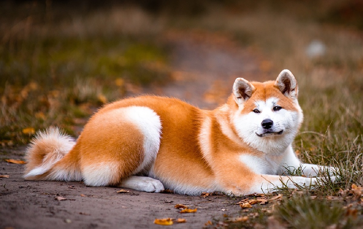 23 Most Beautiful Dog Breeds In The World (With Pictures)