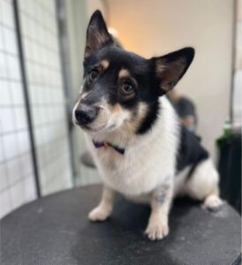 35 Corgi Mixes That Are Absolutely Awesome