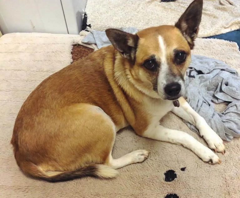 35 Corgi Mixes That Are Absolutely Awesome
