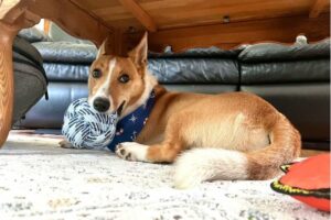 35 Corgi Mixes That Are Absolutely Awesome