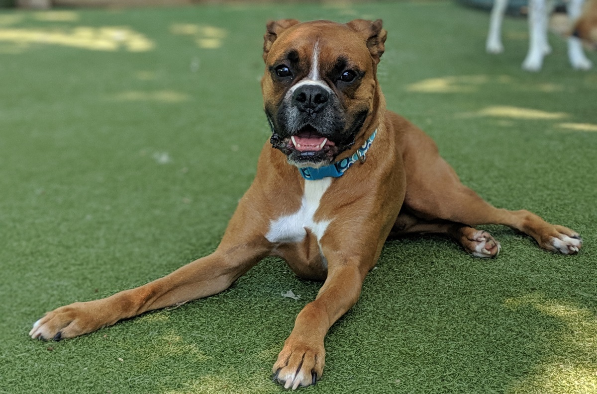 23 Best Types Of Bully Dog Breeds