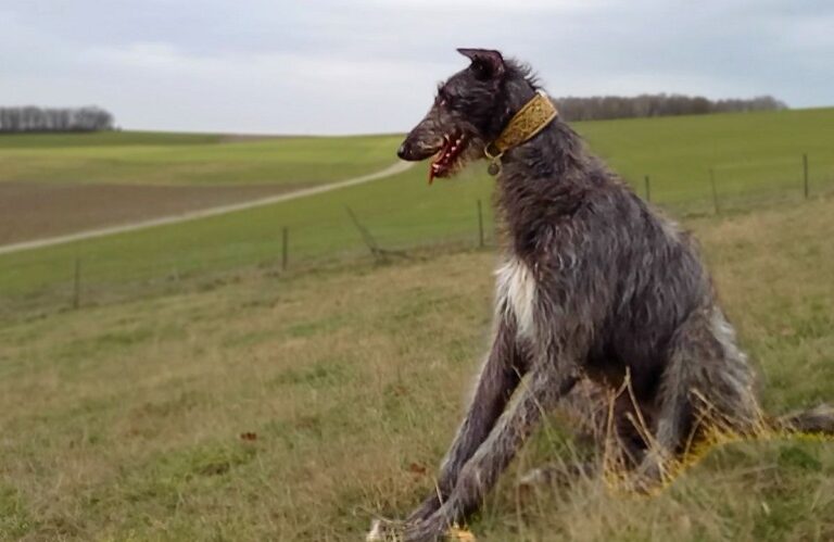 19 Best Quiet Dog Breeds That Won't Disturb The Neighbors