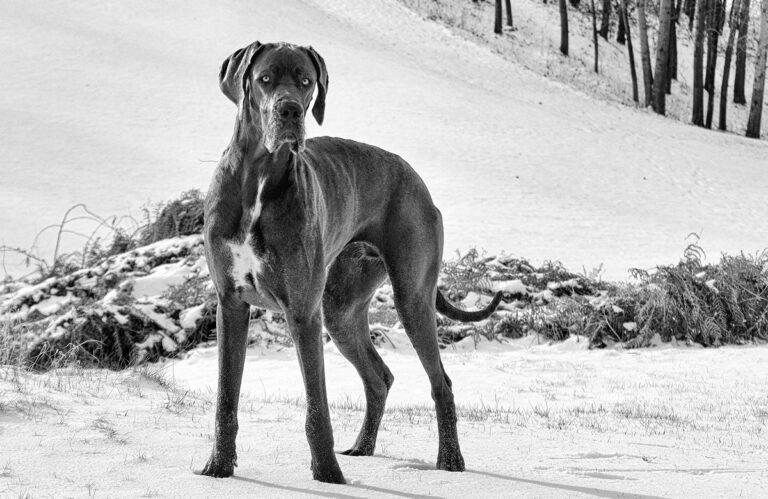 19 Best Quiet Dog Breeds That Won't Disturb The Neighbors