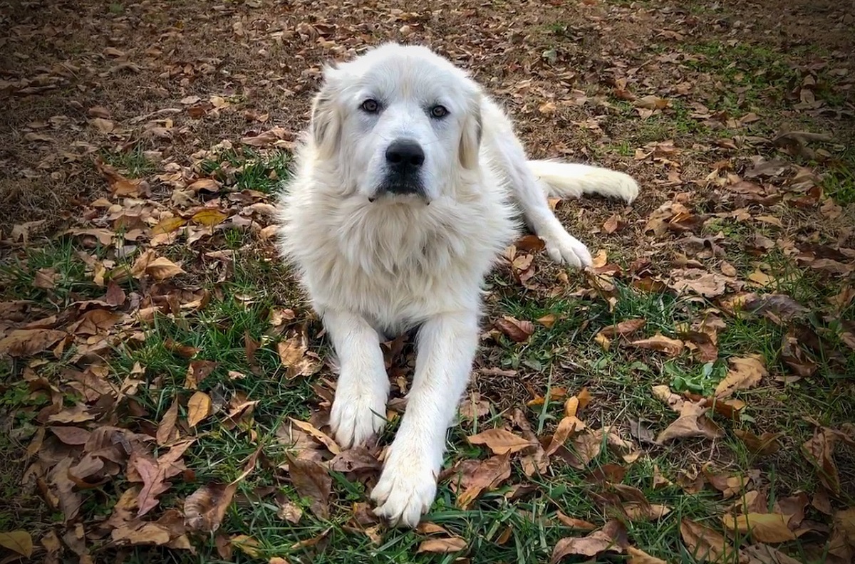 19 Best Quiet Dog Breeds That Won't Disturb The Neighbors