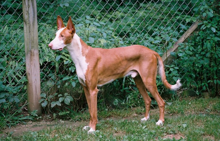 Egyptian Dog Breeds And Their Rich Histories