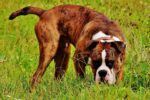 8 Types Of Boxer Dogs: Exploring Breed Varieties - WAF