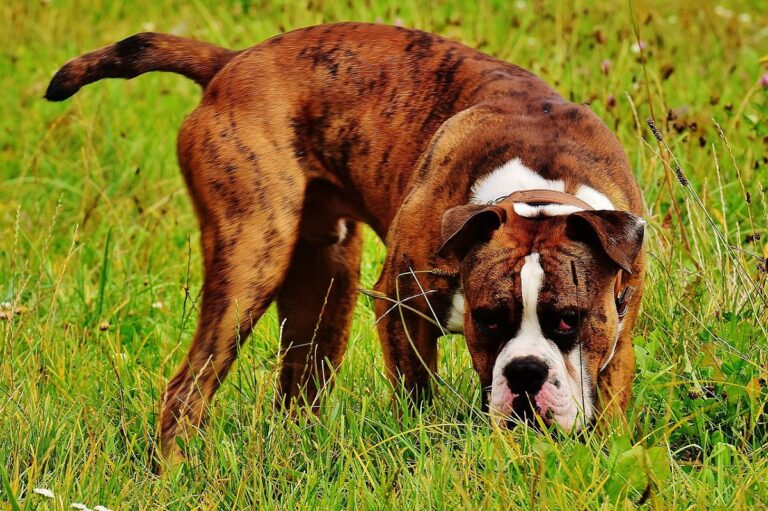 8 Types Of Boxer Dogs: Exploring Breed Varieties - WAF