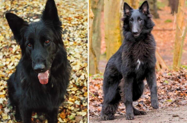 25 Herding Dog Breeds That Love To Work And Play