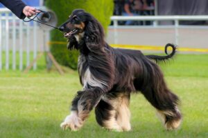 Top 14 Fastest Dog Breeds - Blink And You'll Miss Them!!